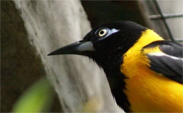 El reto de preservar las especies venezolanas - El Diario | eldiario.com