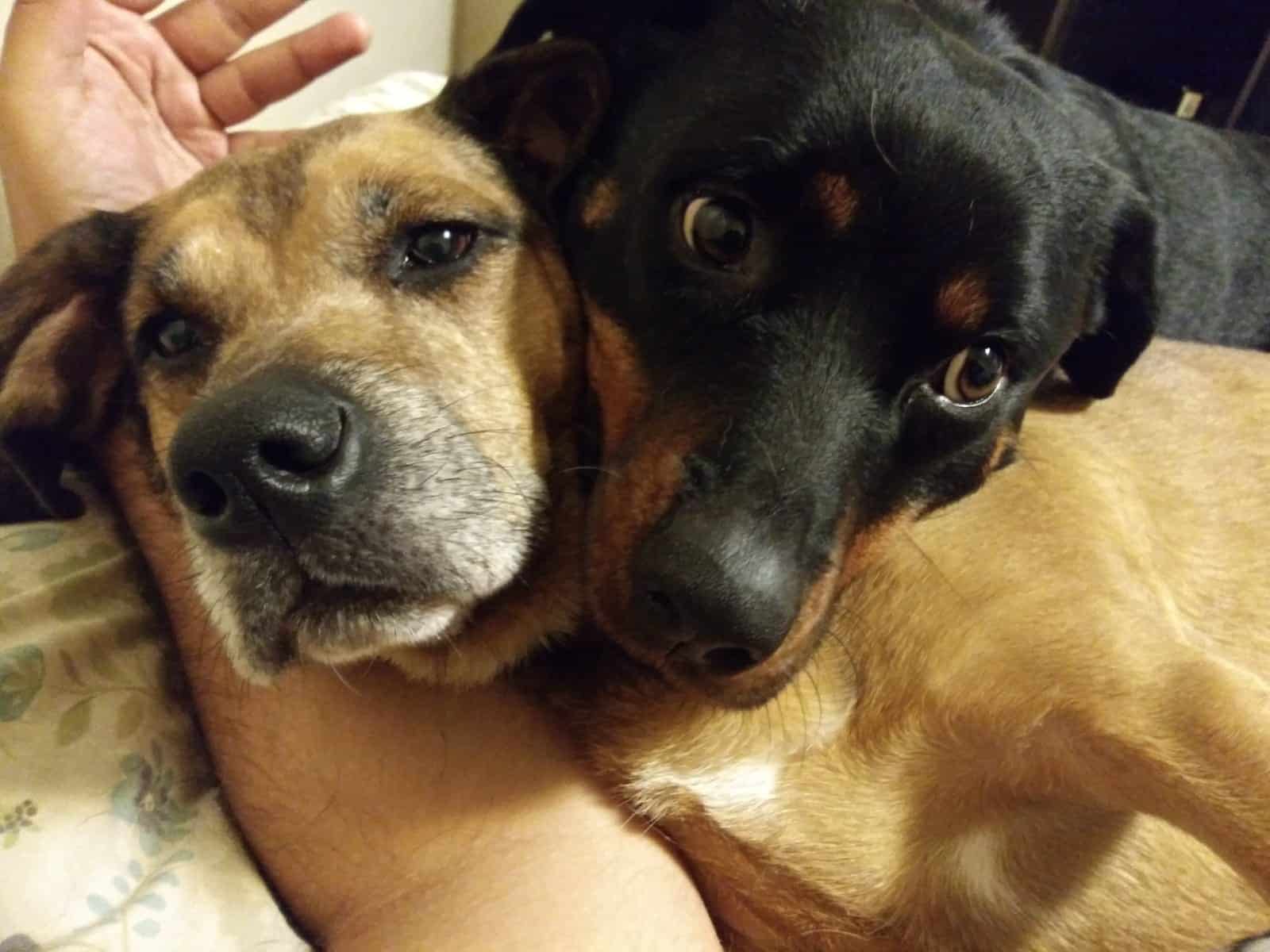 La mirada de El Coyote - El Diario Venezuela - elDiario.com