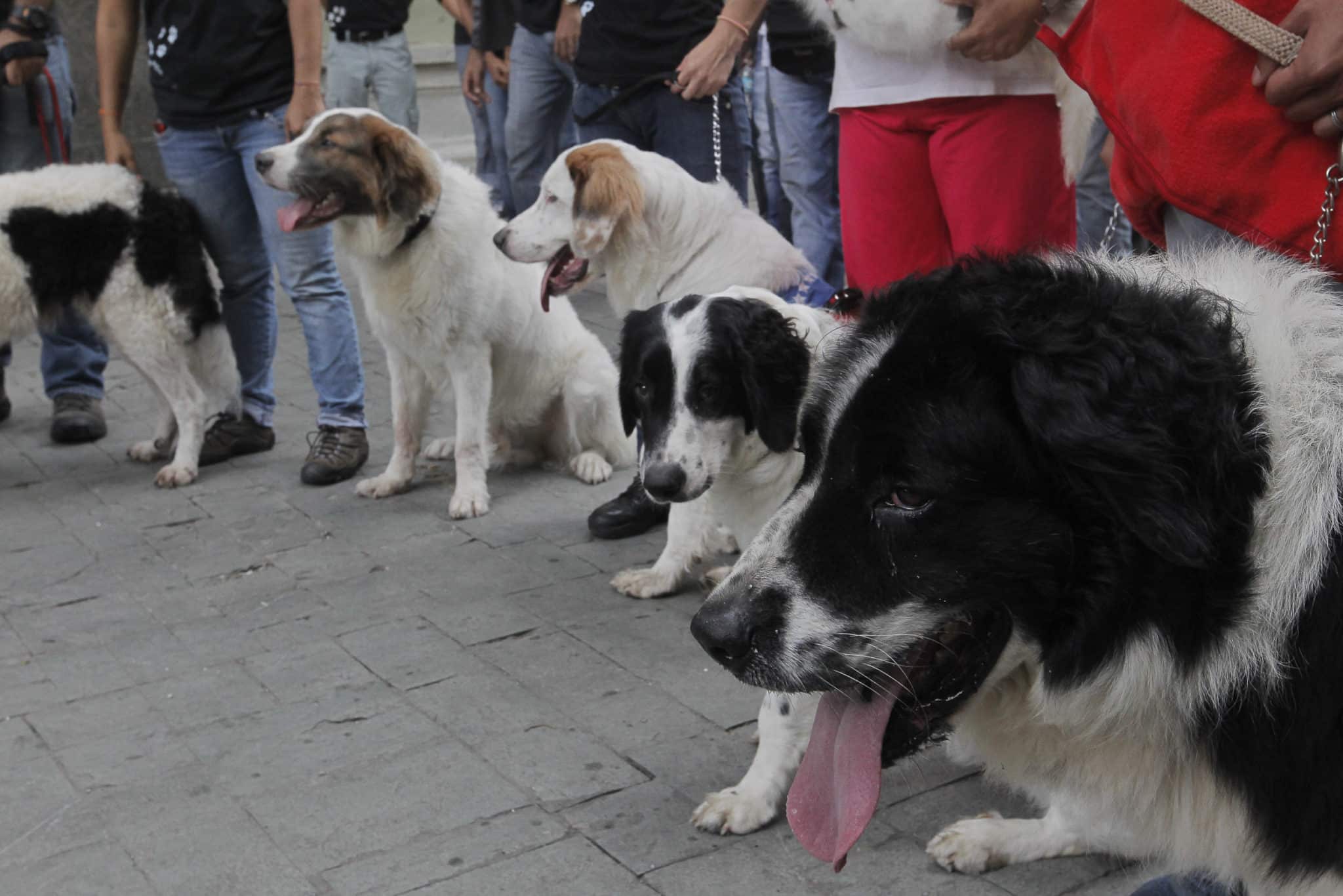 Mucuchíes, la celebración de la raza de perros venezolana - El Diario ...