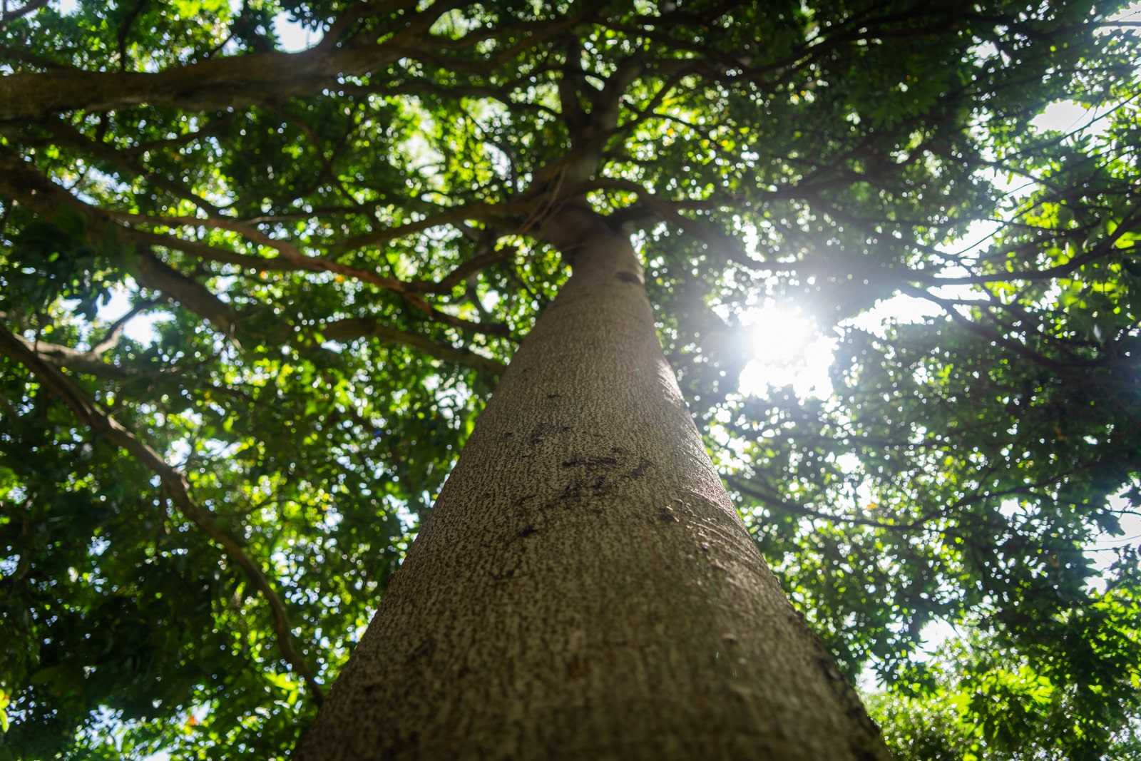 Pérdida de los bosques en Venezuela: ¿cuál es su impacto y cómo ayudar ...