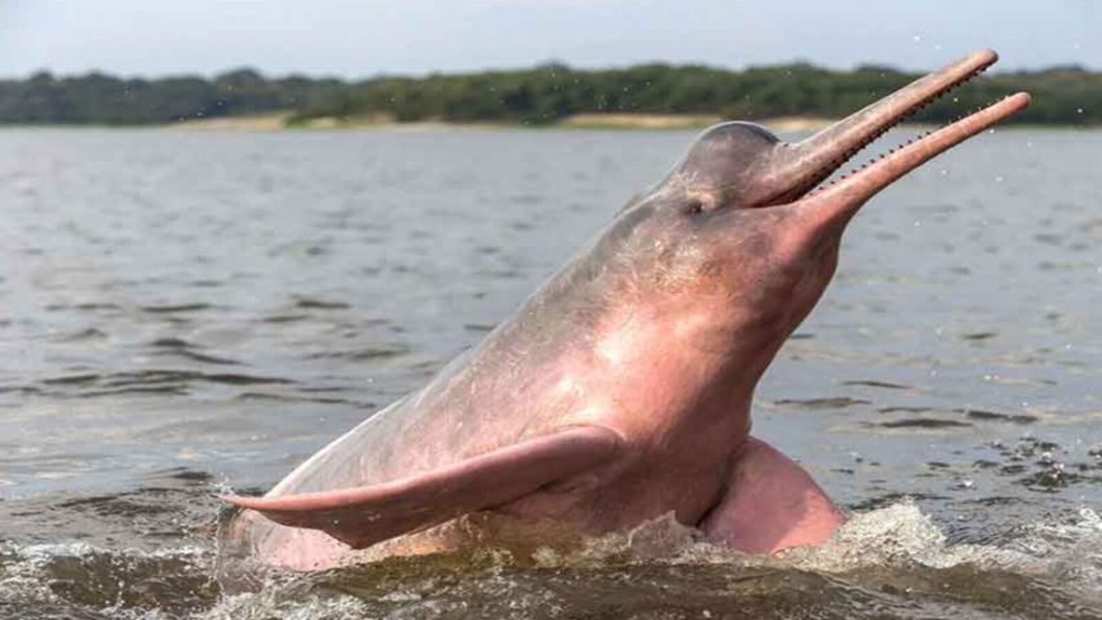 Delfín rosado del Amazonas en peligro: el 65 % ha desaparecido