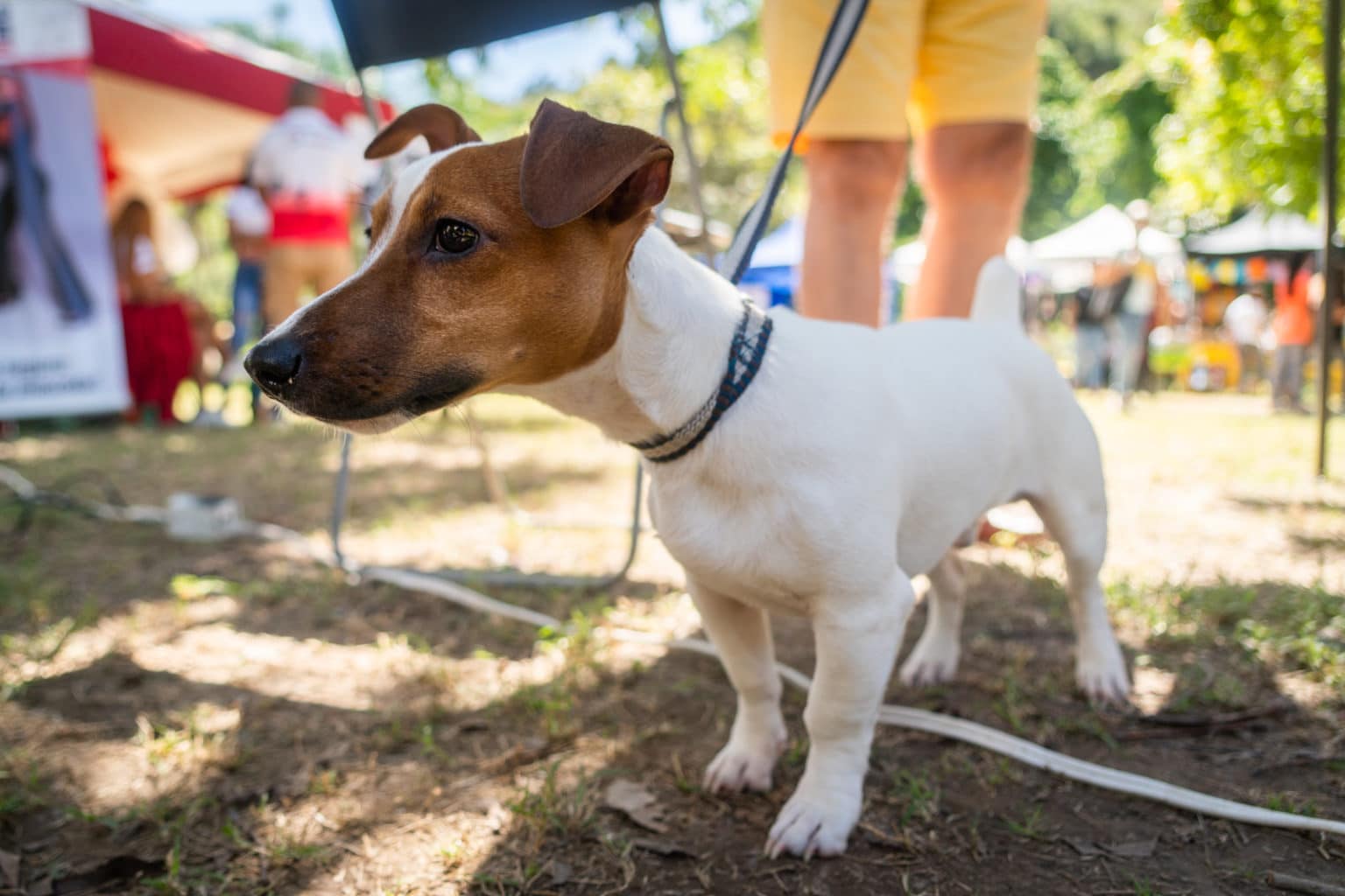 Tipos de perros son recomendables para tener en apartamento