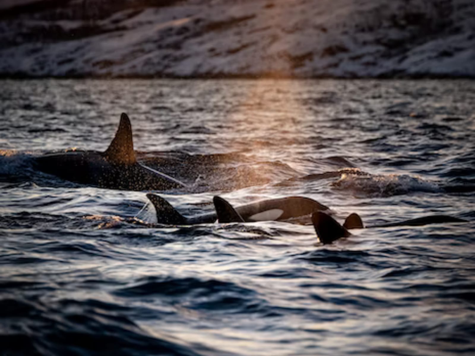 ¿Quién es la orca Gladis y por qué causa preocupación en el Estrecho de ...