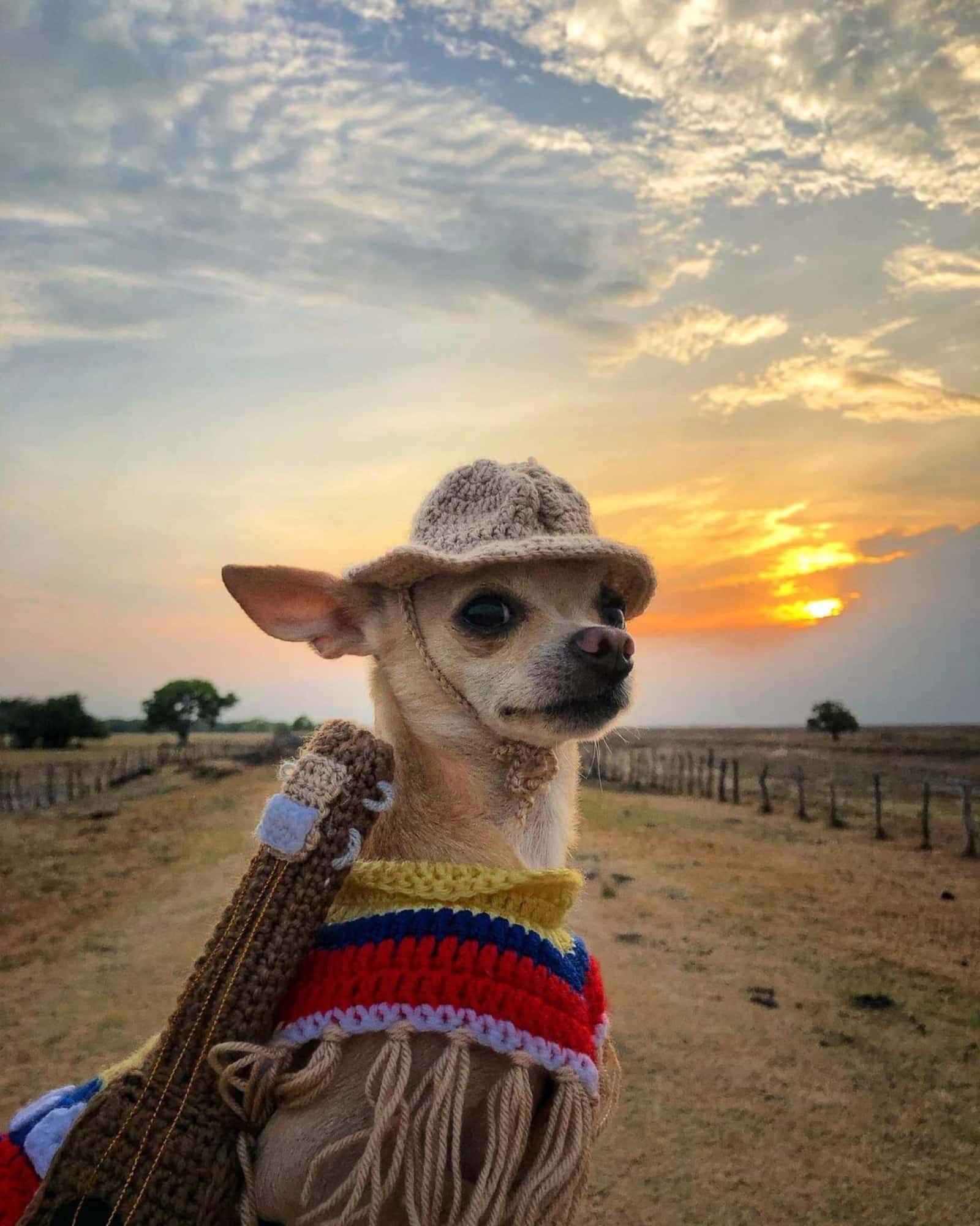 Parcero, el guía turístico canino que comparte sus aventuras