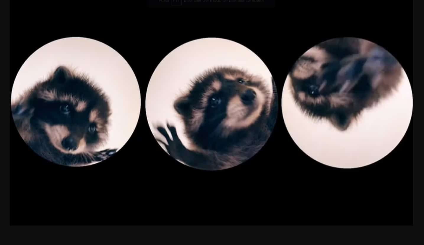 “Pedro, Pedro, Pedro”: el origen del popular trend de TikTok