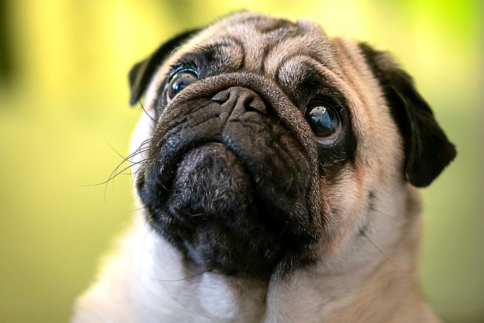 Científicos buscan cambiar el hocico chato de perros bulldogs y pugs ...