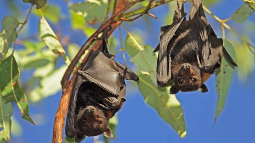 ¿Qué es el virus Nipah y por qué causa alarma en la India?