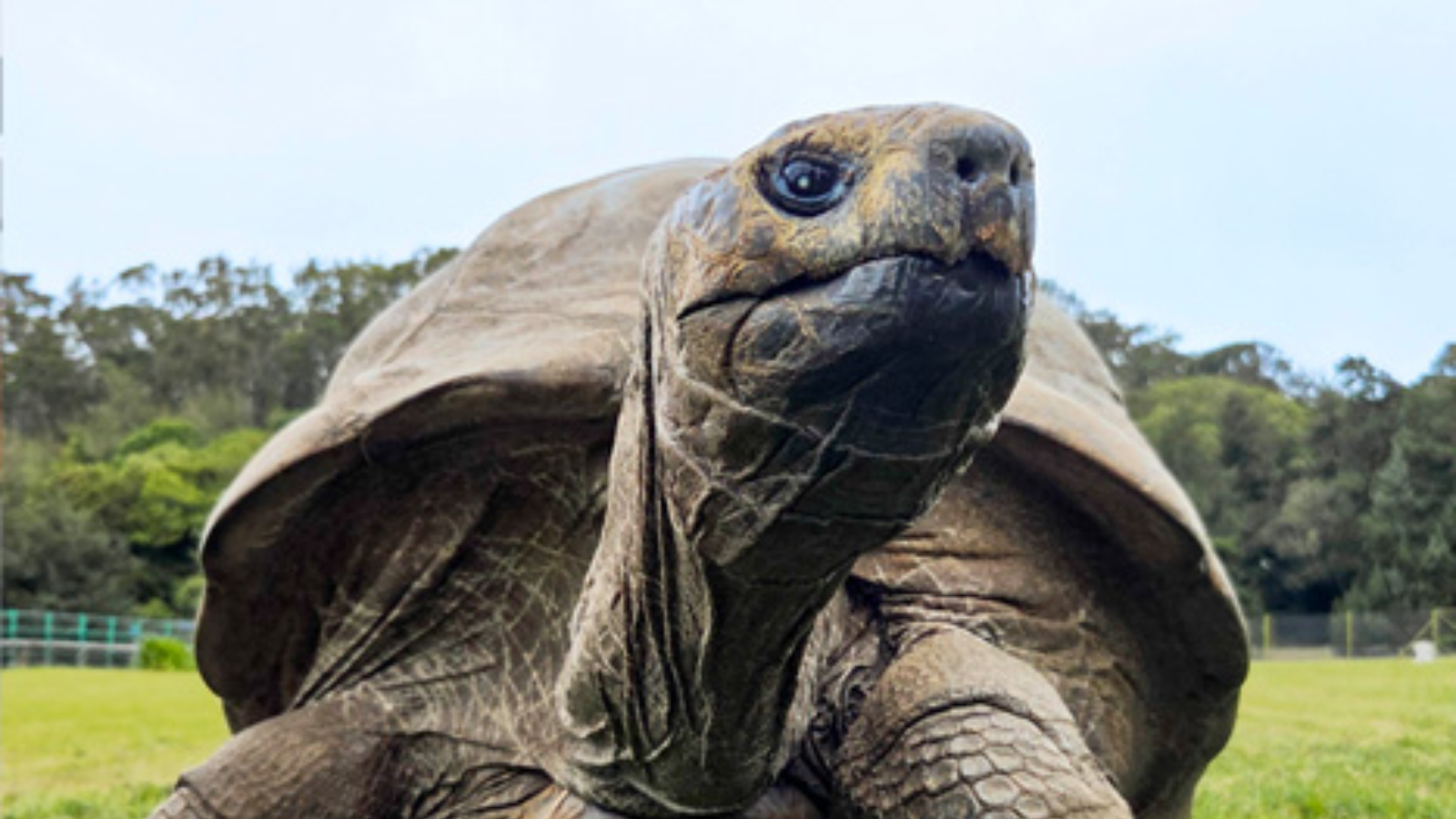 Jonathan, la tortuga terrestre más longeva del mundo